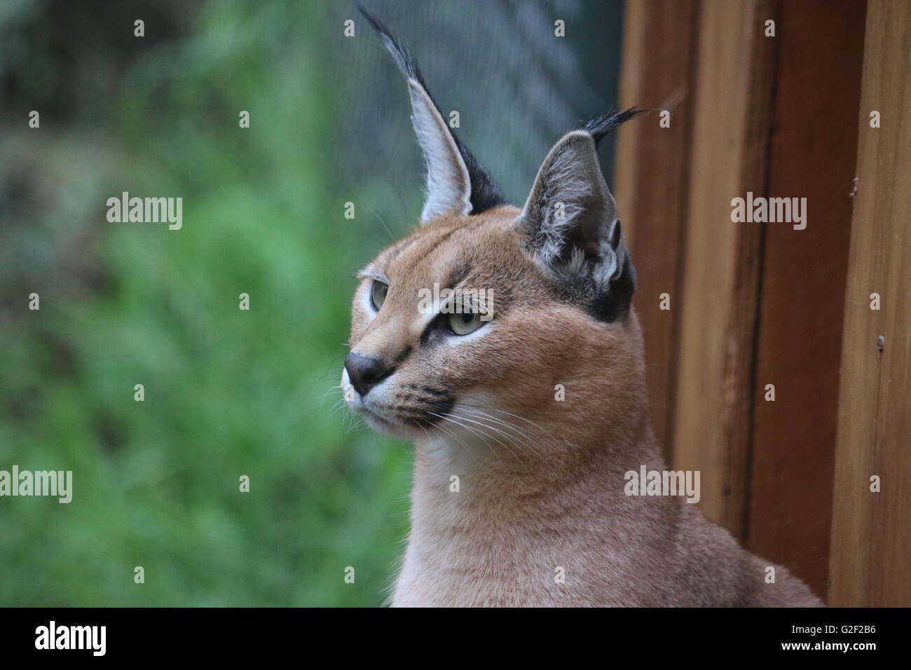Caracal zoo hi-res stock photography and images - Alamy