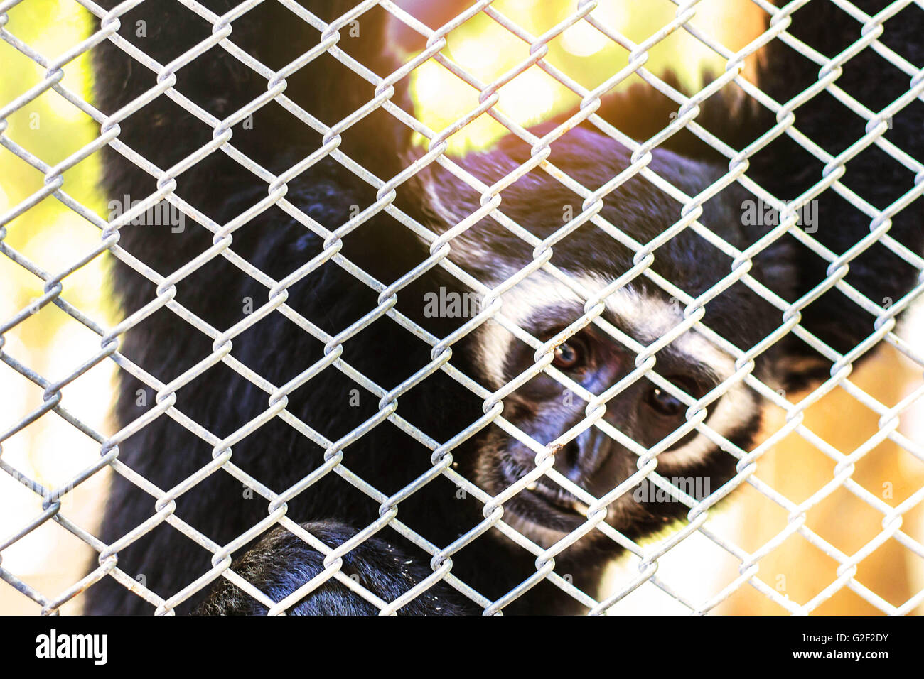 Monkey inside the cage of the zoo Stock Photo - Alamy