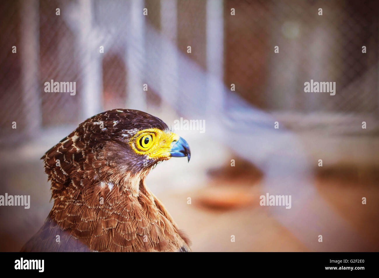 Hawks powerful beak hi-res stock photography and images - Alamy
