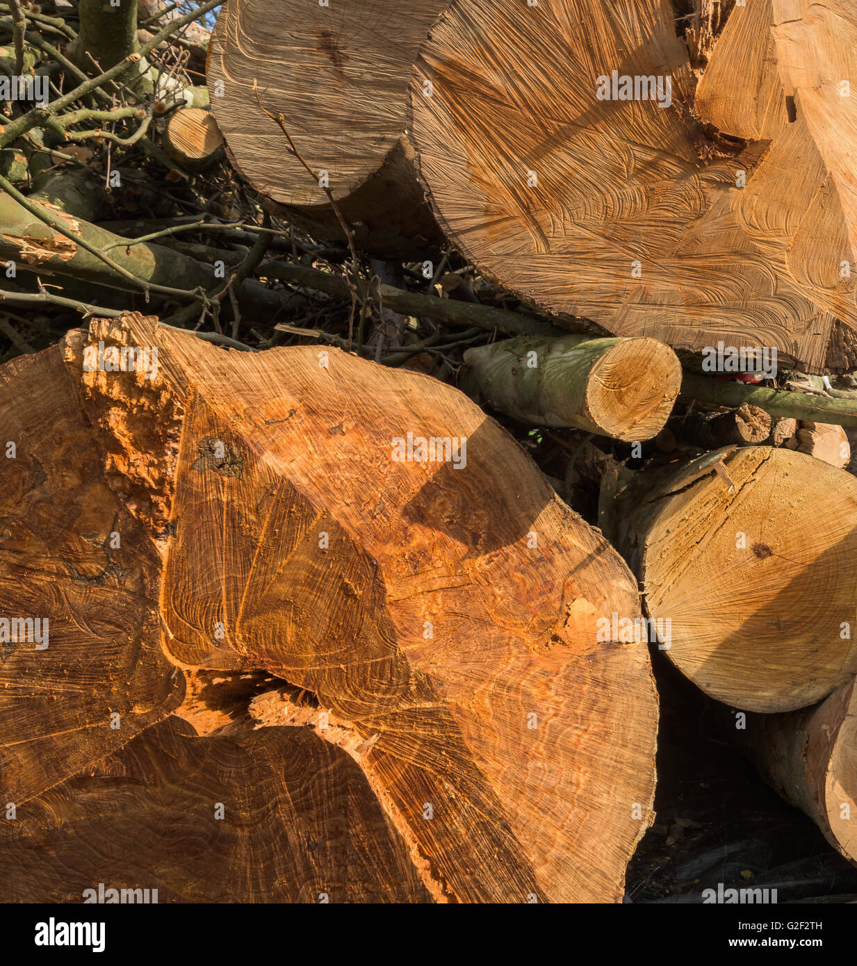 In the picture trunks of trees cut,close up Stock Photo - Alamy