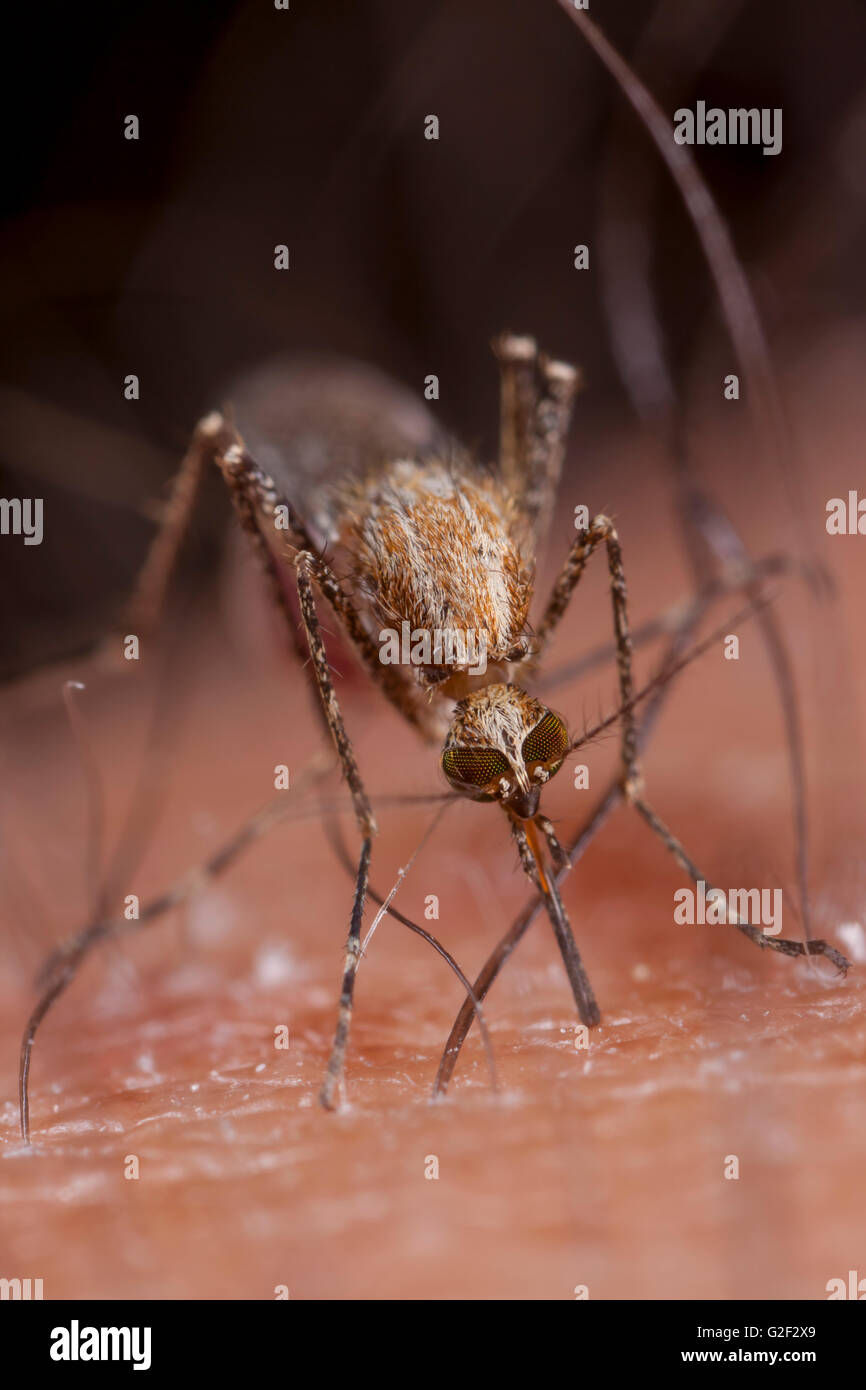 Skin beating hi-res stock photography and images - Alamy