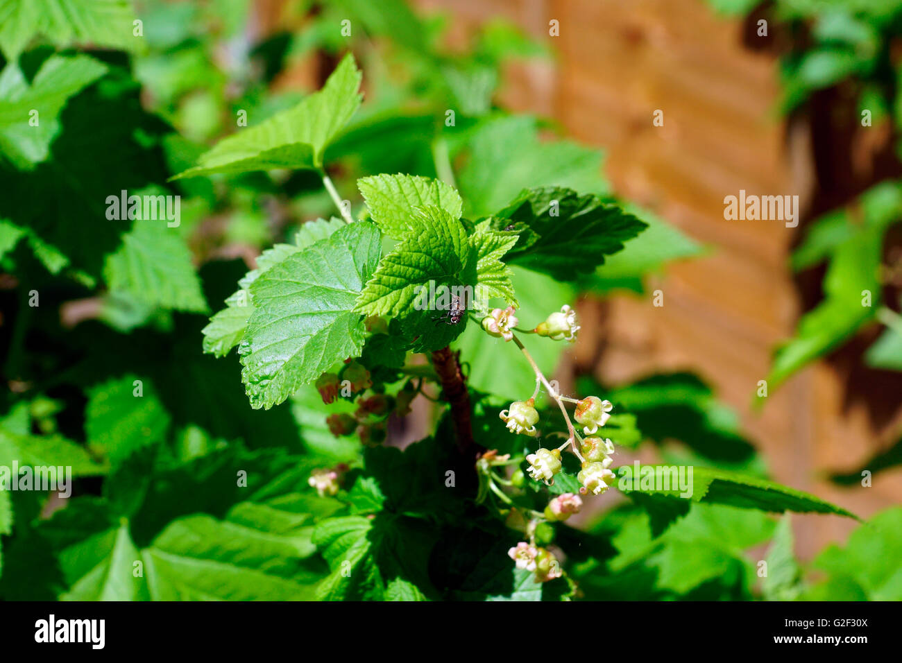 Blackcurrant bush in flower hi-res stock photography and images - Alamy
