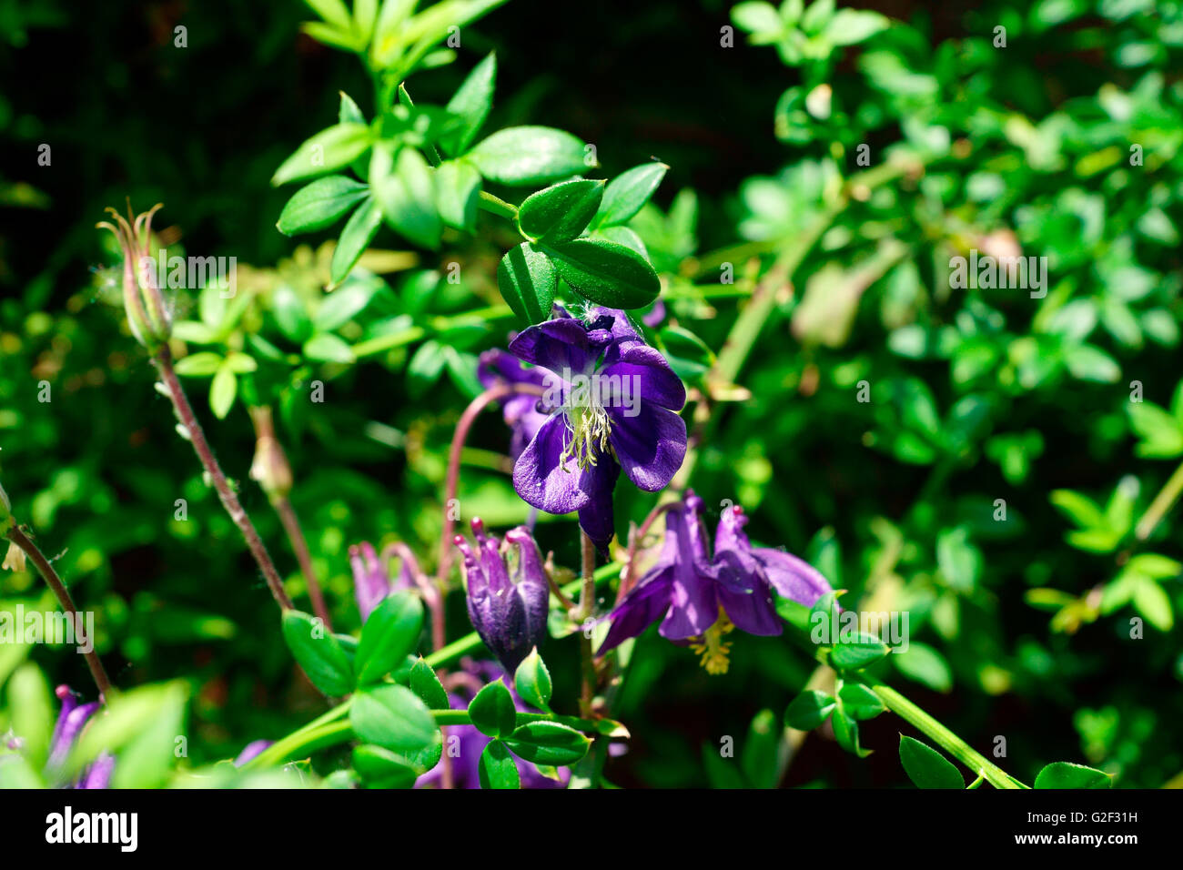 UNIDENTIFIED FLOWERS / PLANTS Stock Photo - Alamy