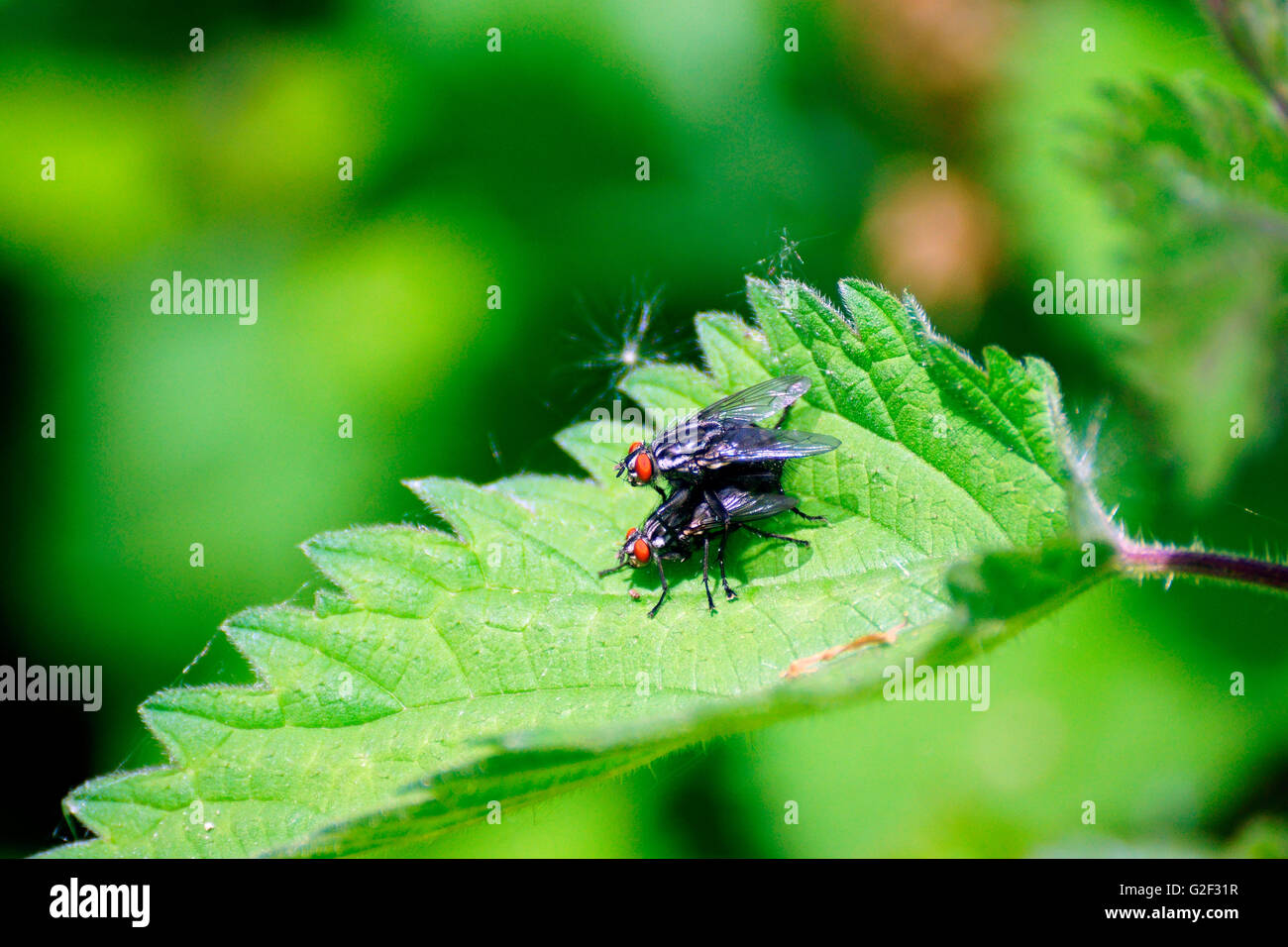 Reproducing Fly High Resolution Stock Photography and Images - Alamy