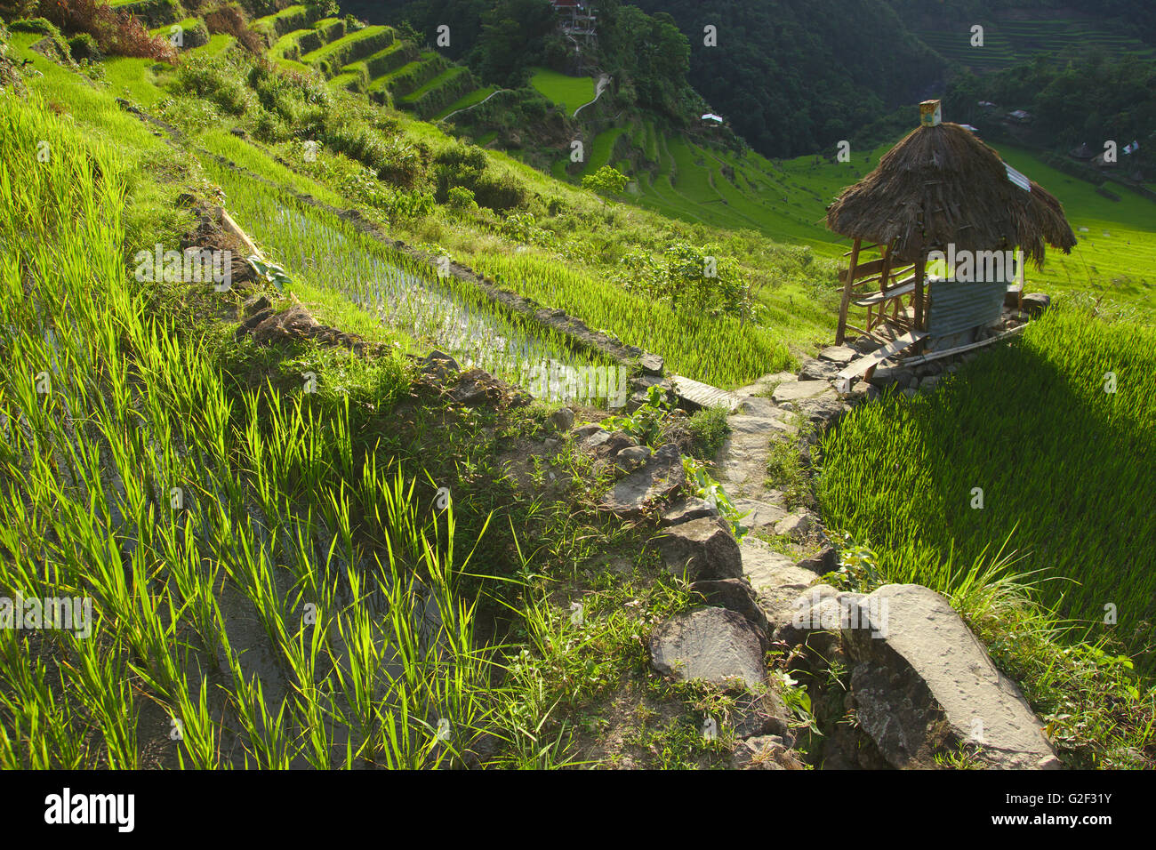 Ifugao hut and rice terraces around Batad in morning light, April, northern Luzon, Philippines ...