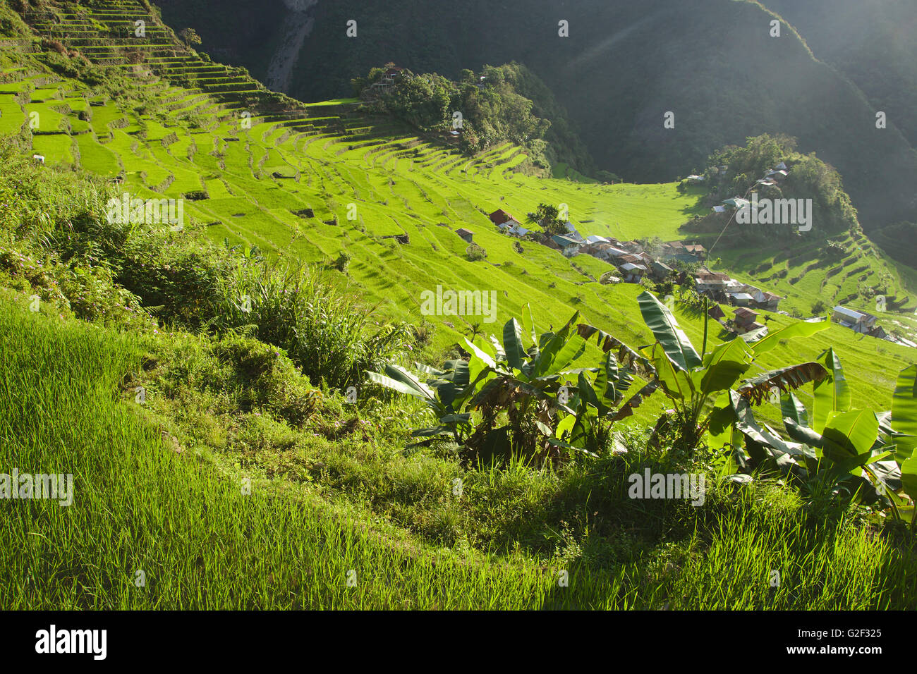Ifugao rice terraces around Batad in morning light, April, northern ...