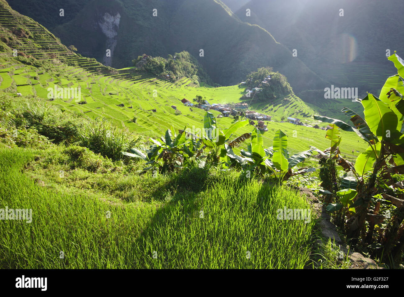 Ifugao rice terraces around Batad in morning light, April, northern ...