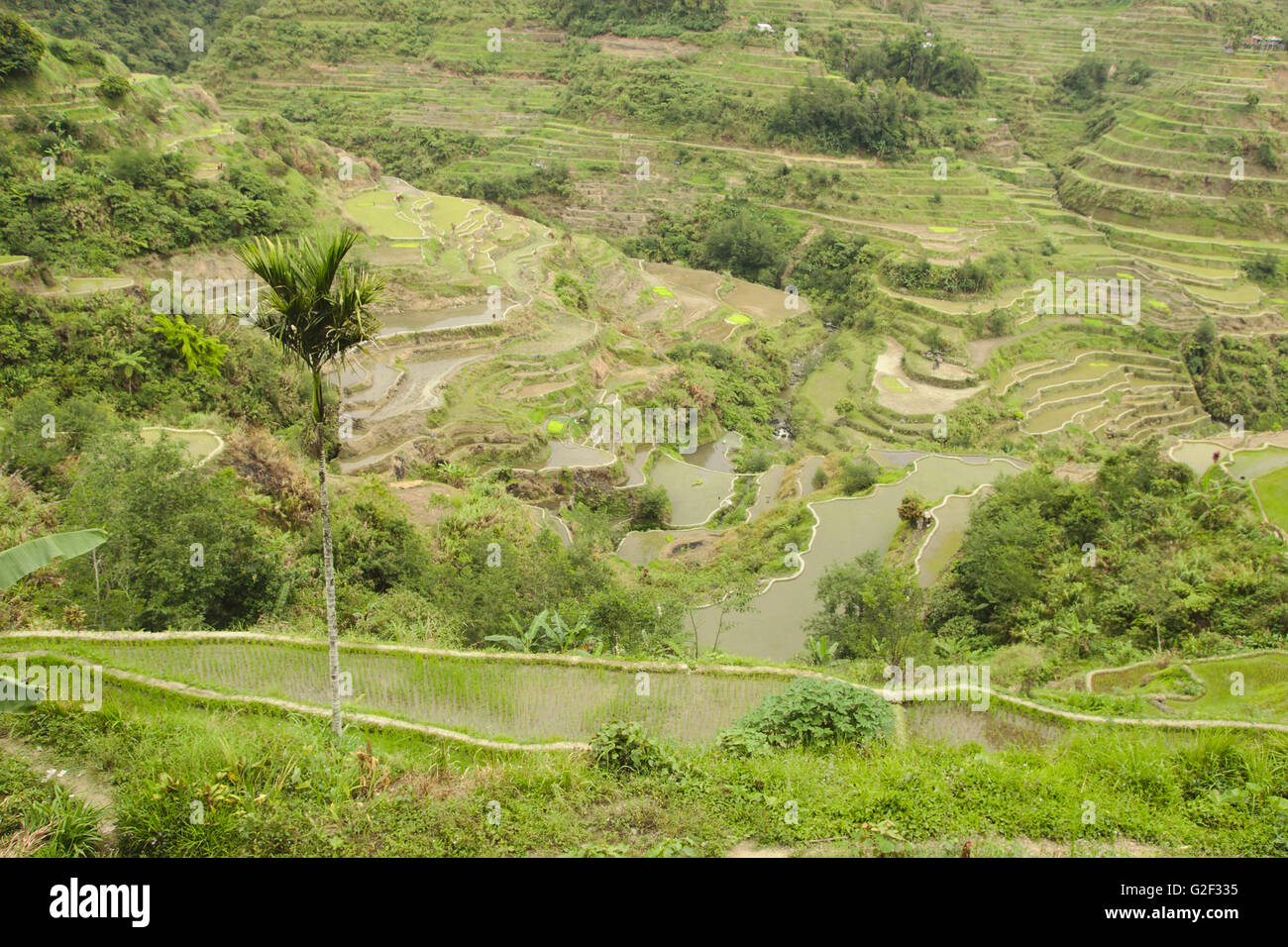 Ifugao rice terraces from Banaue viewpoint in April, northern Luzon ...