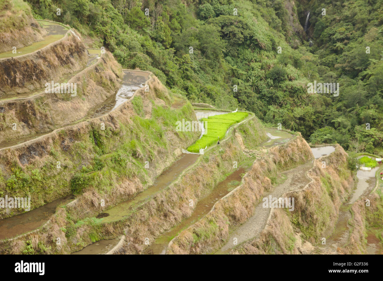 Ifugao rice terraces from Banaue viewpoint in April, northern Luzon ...