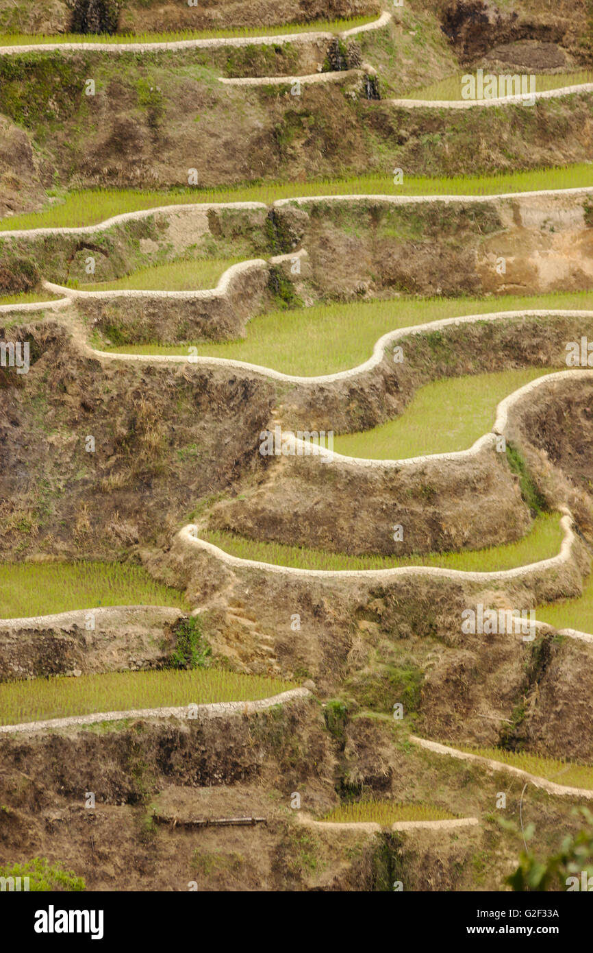 Ifugao rice terraces from Banaue viewpoint in April, northern Luzon ...