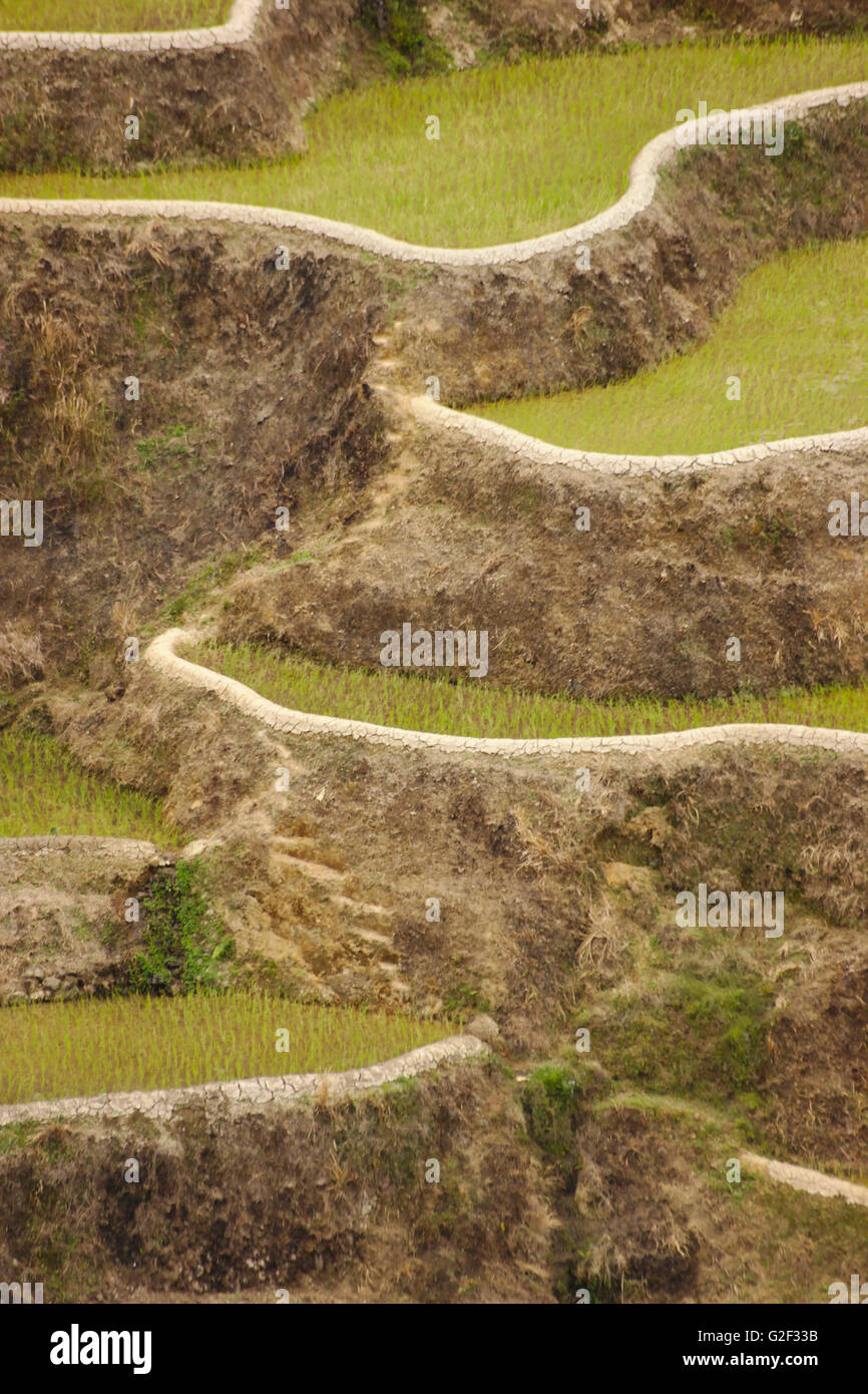 Ifugao rice terraces from Banaue viewpoint in April, northern Luzon ...
