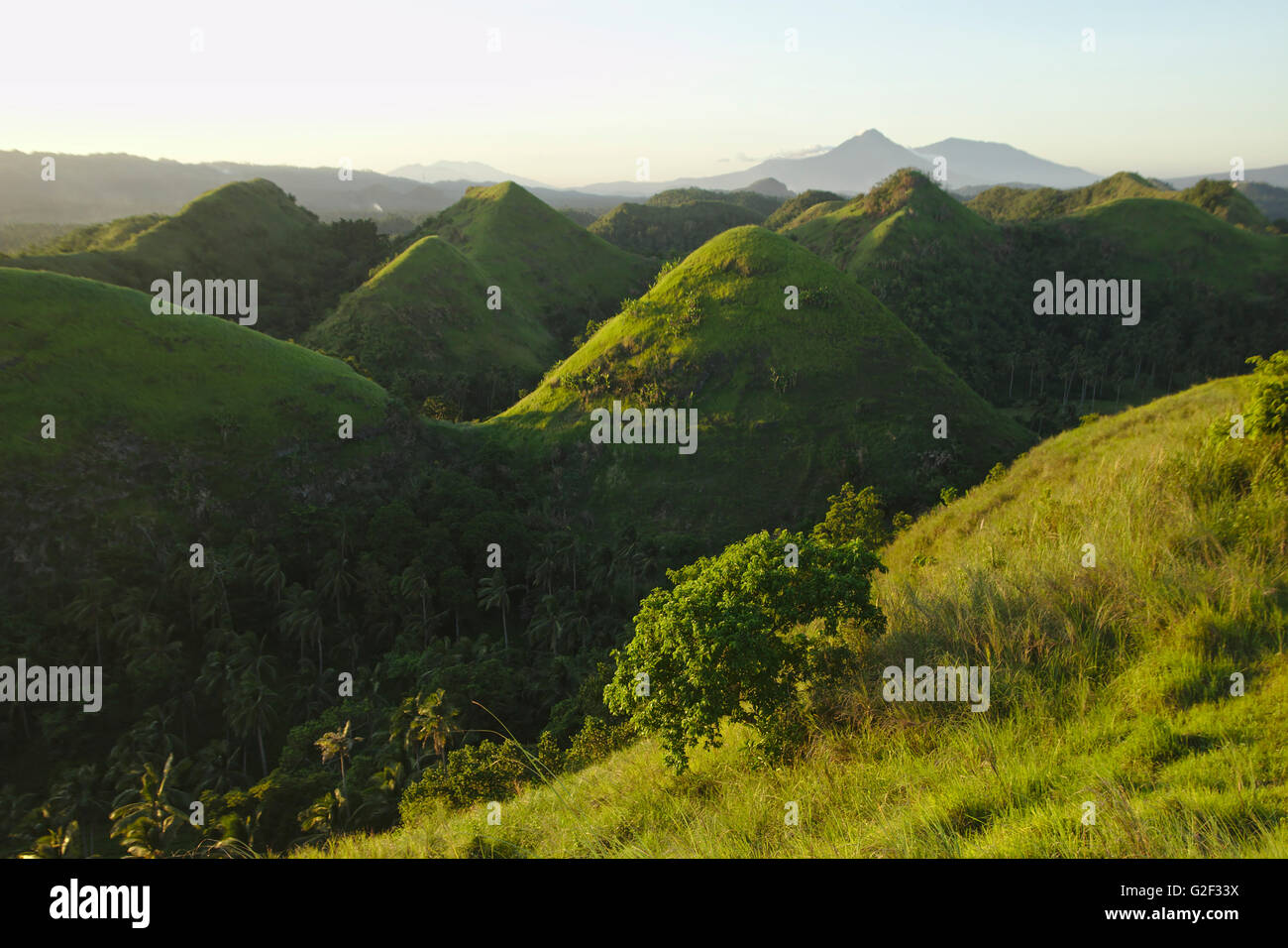 Quitinday Green Hills (cone karst) near Camalig in evening light, Albay ...