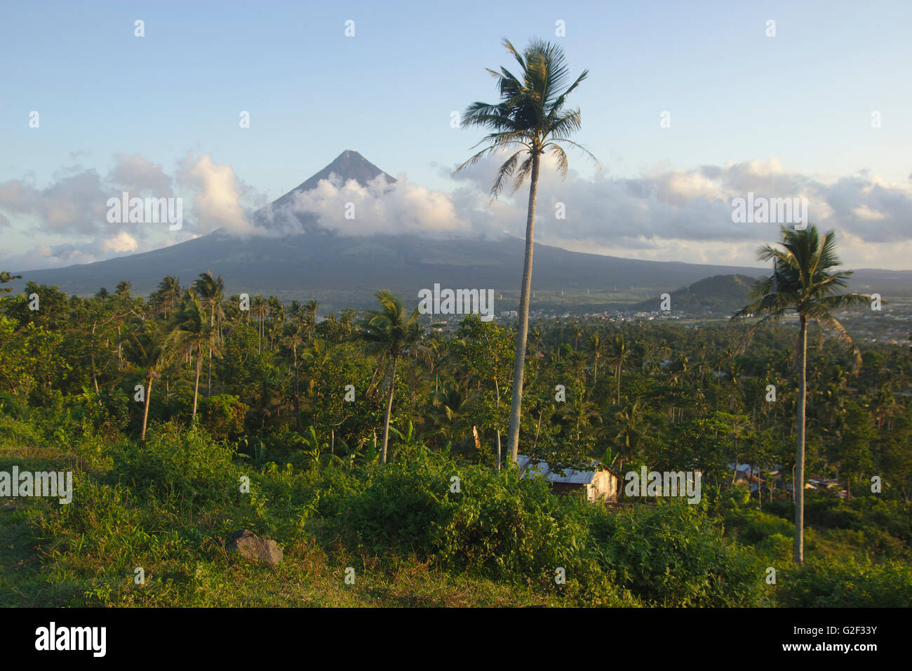 Mount Mayon and palm trees in early morning light, near Legapzi, Bicol ...