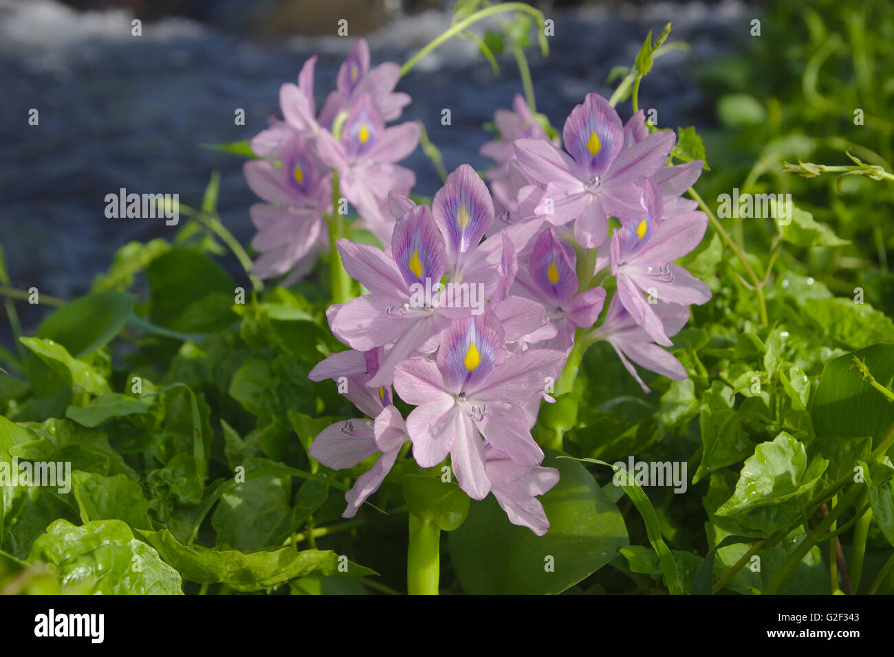 Water hyacinth, Eichhornia, flower, in Cagsawa near Legazpi, Bicol ...