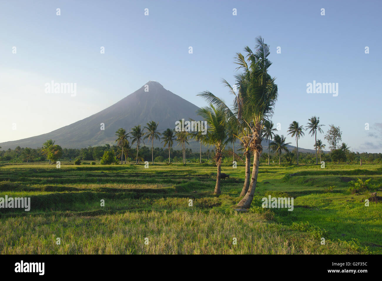 Mayon volcano behind rice paddies and palm trees in Cagsawa near ...