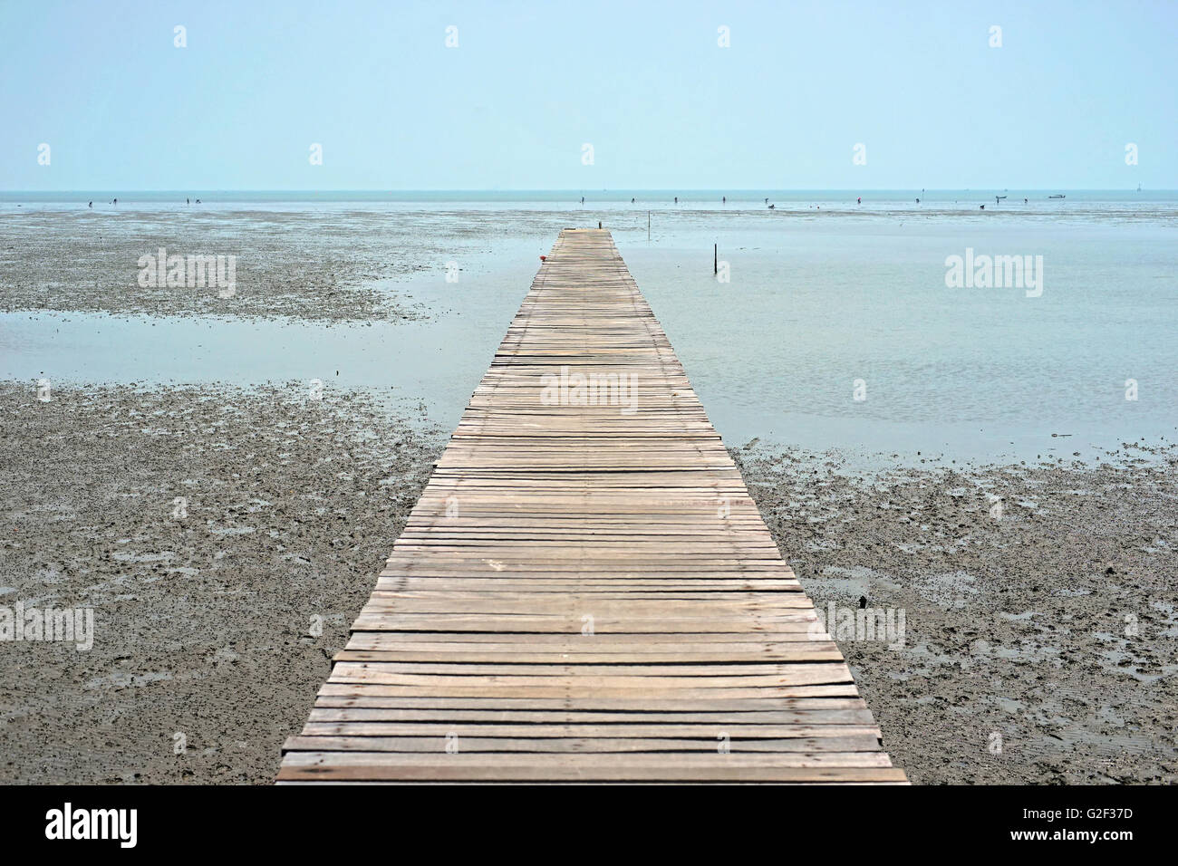 wooden jetty on mangrove forest with blue sky background Stock Photo ...