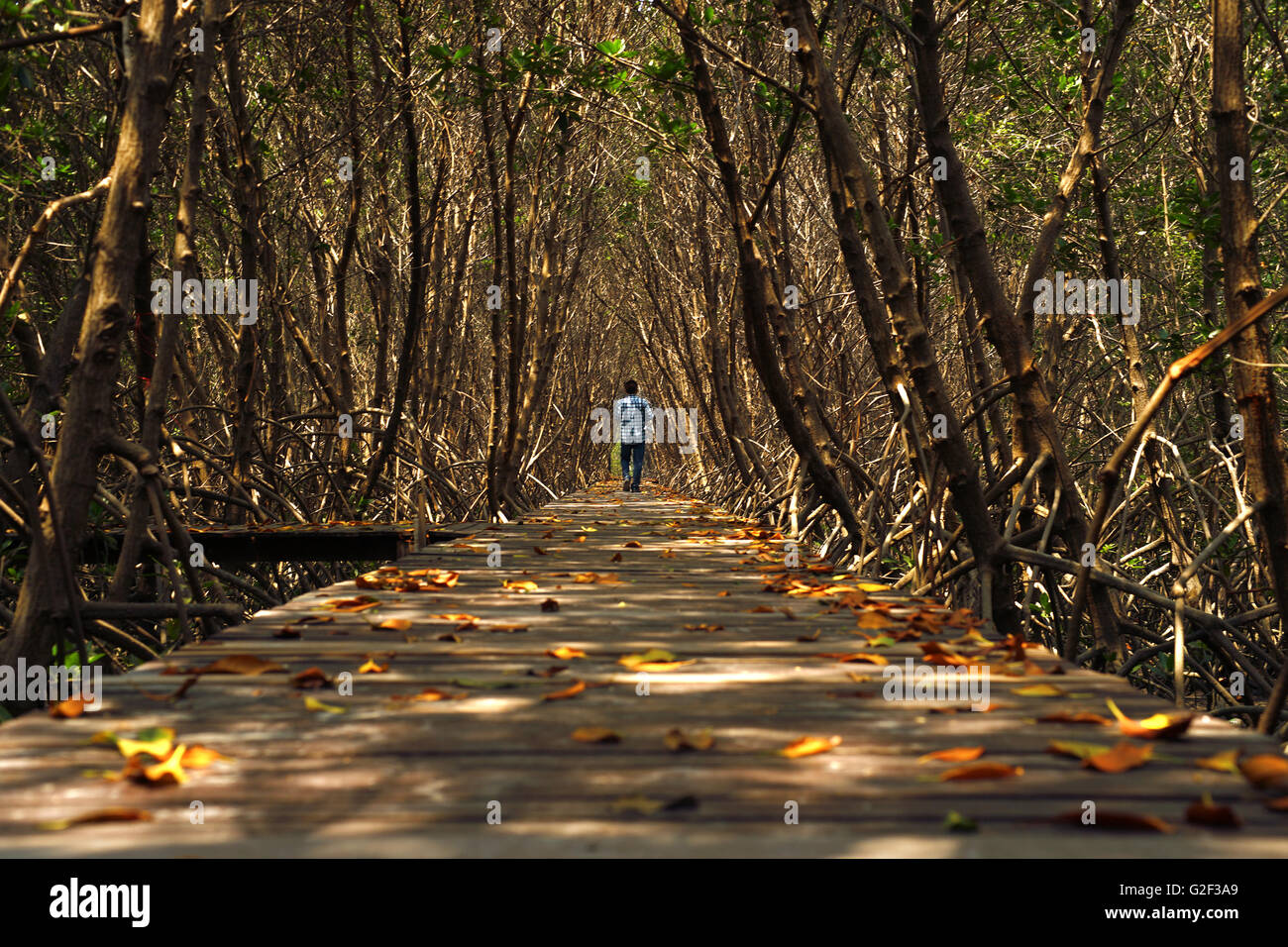 Wooden bridge walkway mangrove hi-res stock photography and images - Alamy