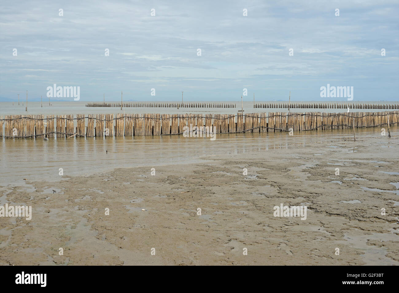 mangrove forest, bamboo barrier for protection coastline wave Stock ...