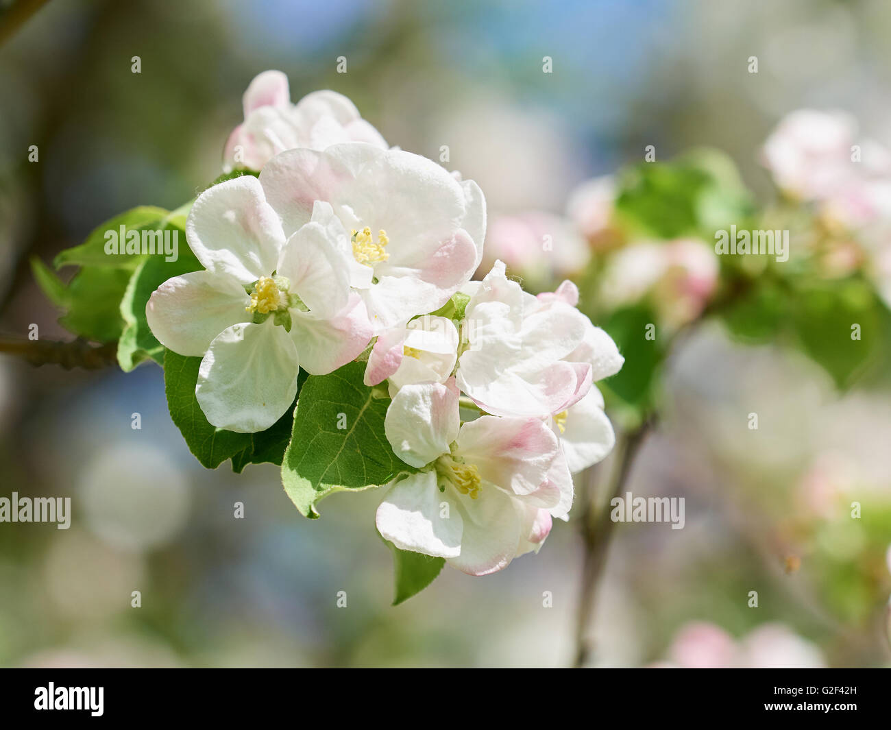 beautiful flowering apple trees. background with blooming flowers in ...