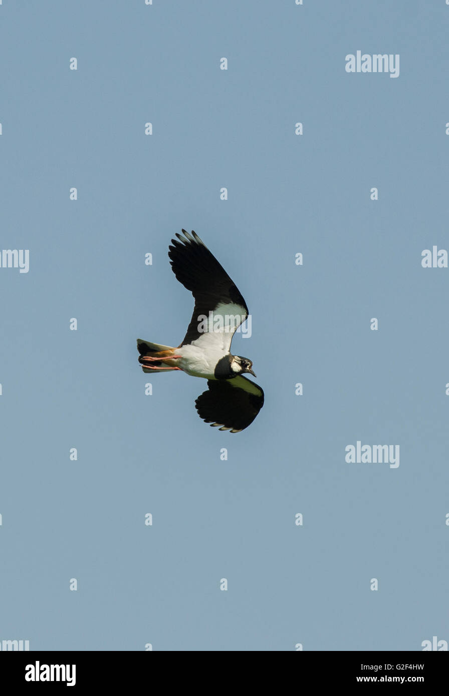 lapwing flying,vanellus vanellus,farmland,islay,scotland Stock Photo ...