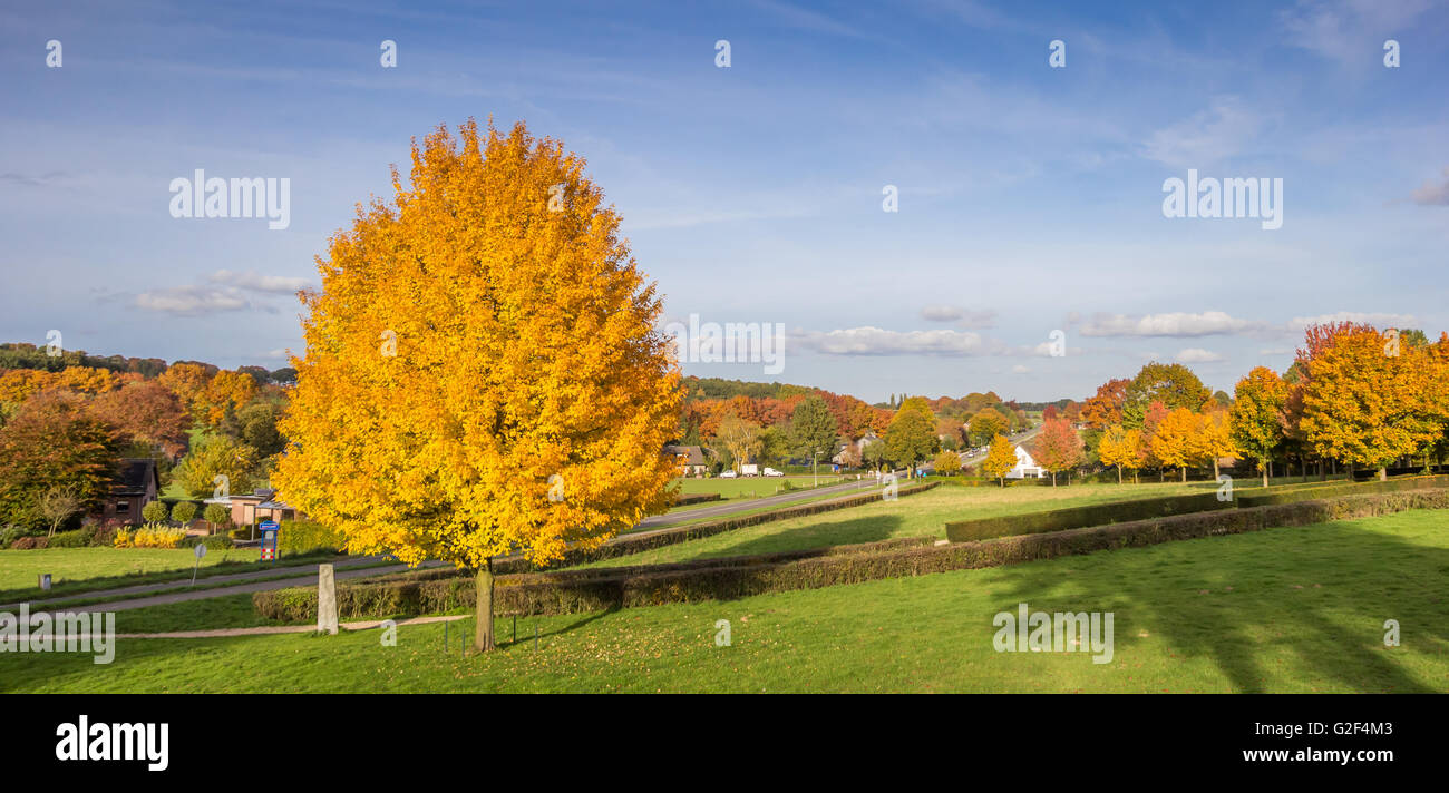 Panorama of vibrant yellow colored tree in Groesbeek, Holland Stock ...