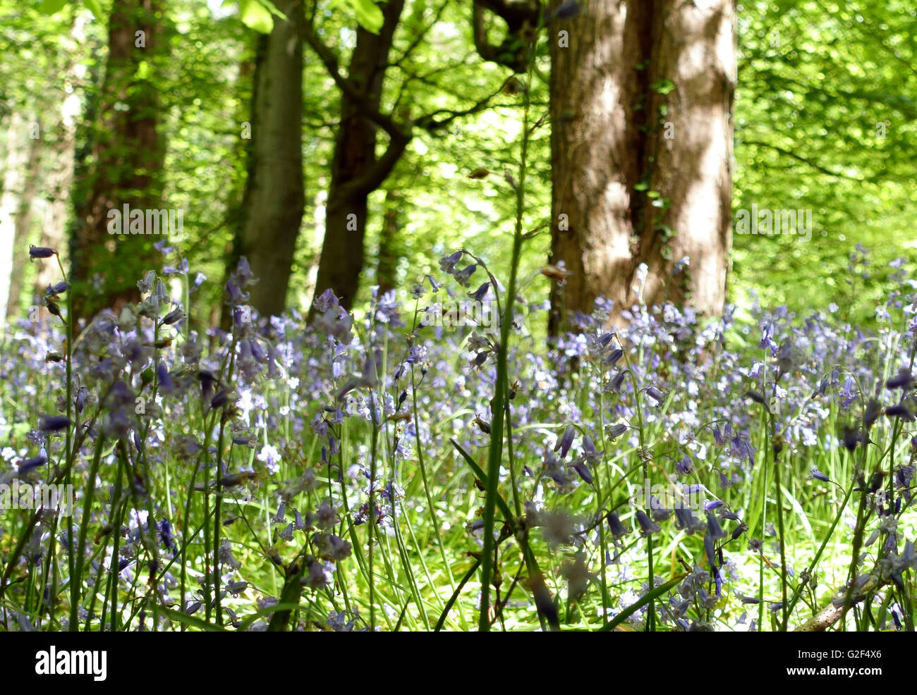 Bluebell woods, Blackdown Hills, Somerset, England Stock Photo - Alamy