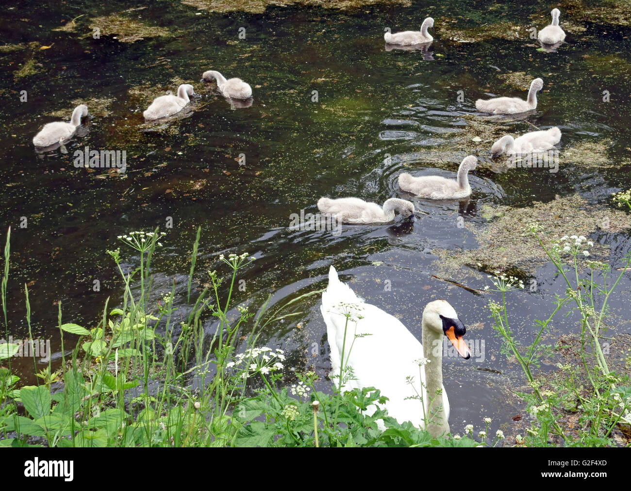 Grand western canal hi-res stock photography and images - Alamy