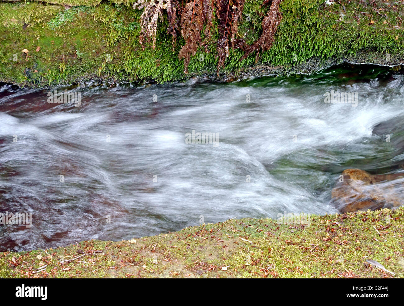 Fast-flowing stream in Somerset, England Stock Photo - Alamy