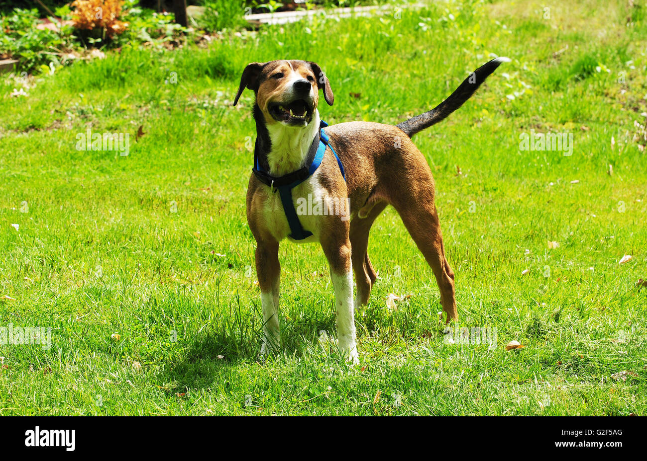 Dog hound hi-res stock photography and images - Alamy