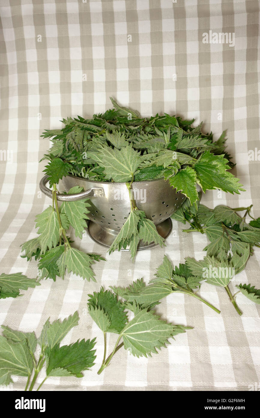 Young Nettles Urtica Dioica High Resolution Stock Photography and ...