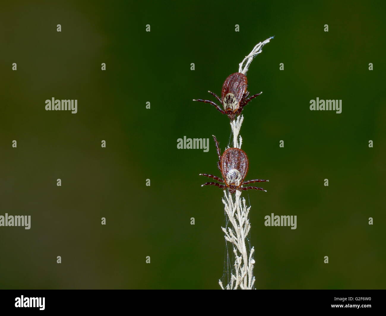 Two tick waiting for their prey Stock Photo - Alamy