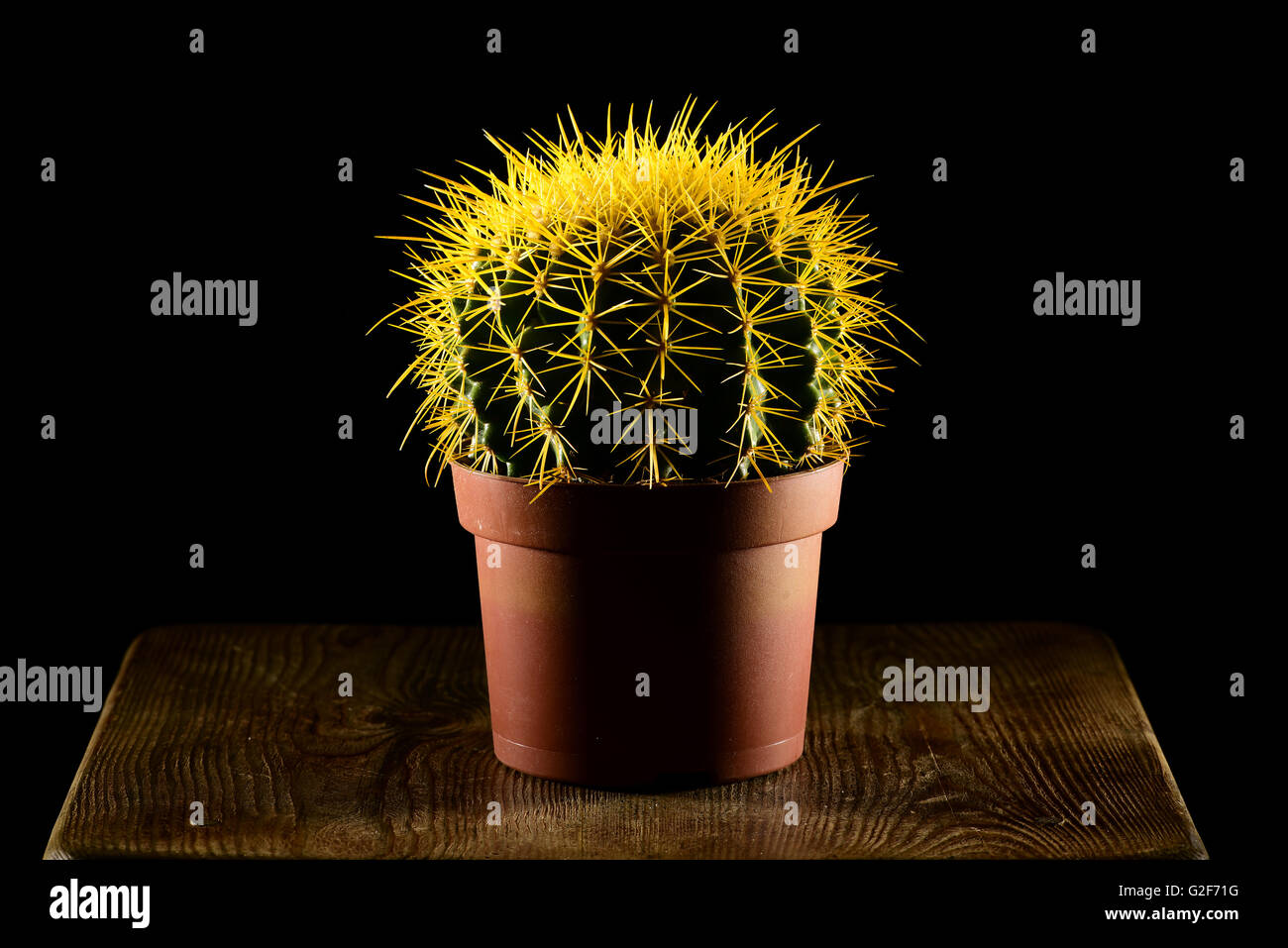 Round cactus plants hi-res stock photography and images - Alamy
