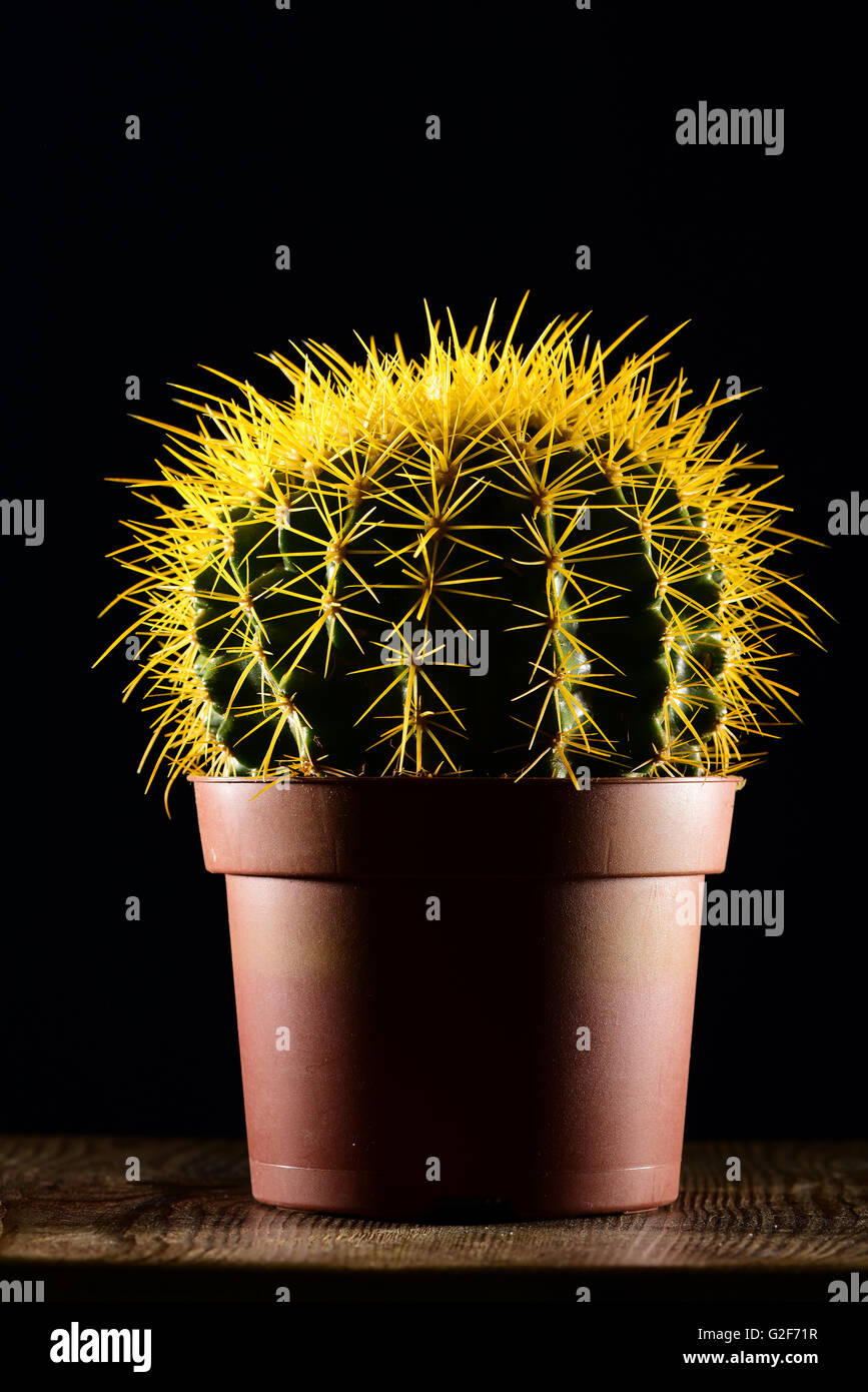 Round cactus plants hi-res stock photography and images - Alamy