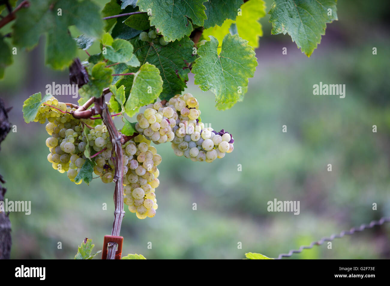 Red winegrape hi-res stock photography and images - Alamy