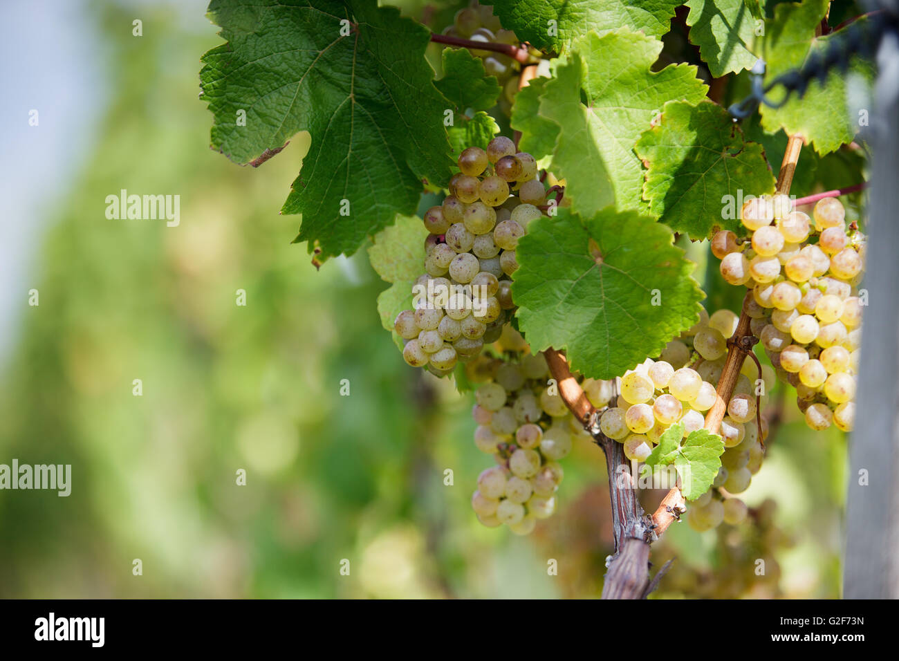 Fully ripe red and white Grapes in vineyard in late summer Stock Photo ...