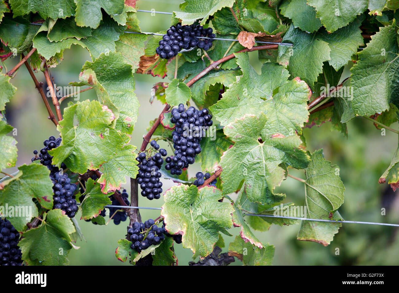 Fully ripe red and white Grapes in vineyard in late summer Stock Photo ...