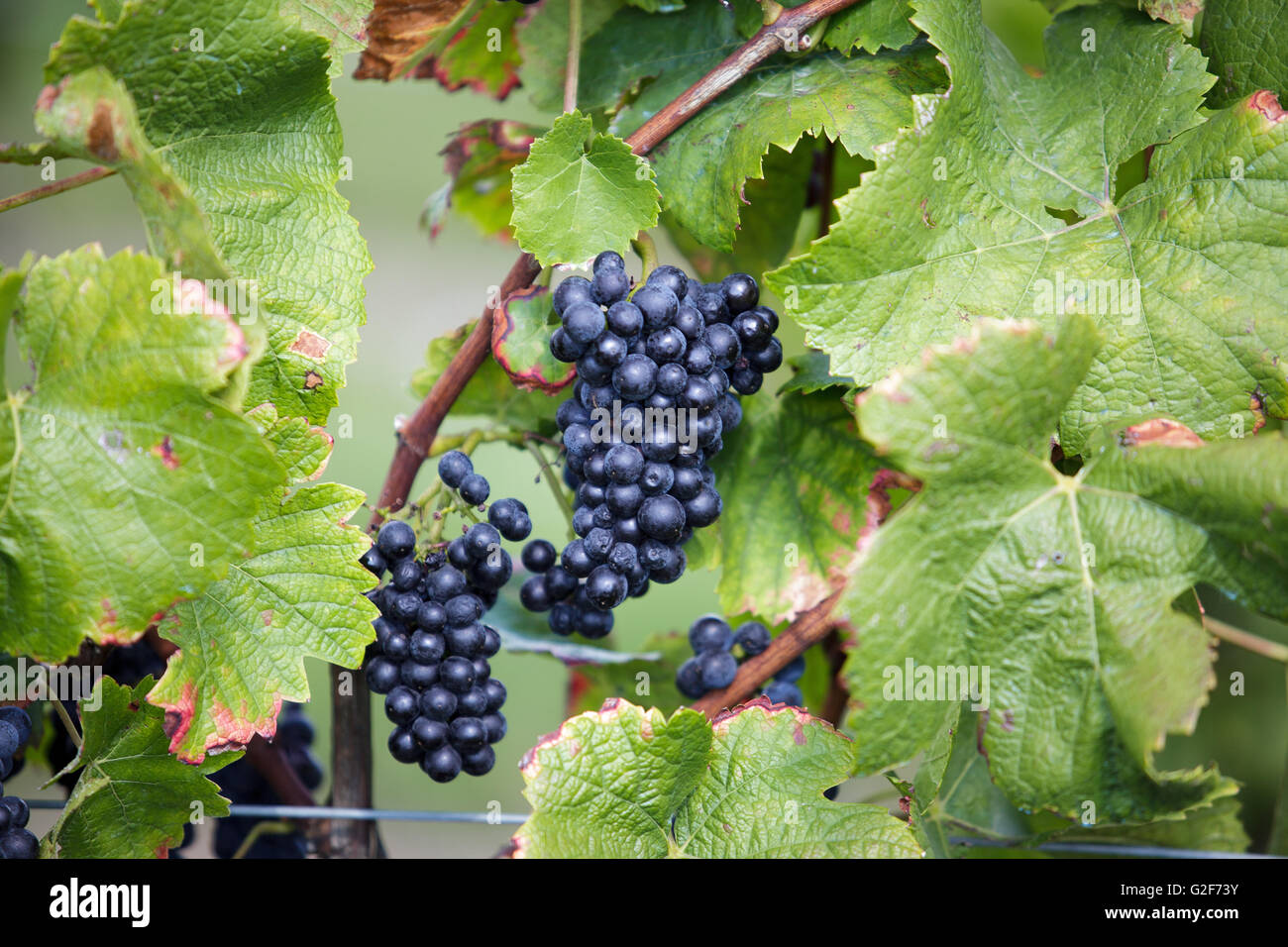 Red winegrape hi-res stock photography and images - Alamy