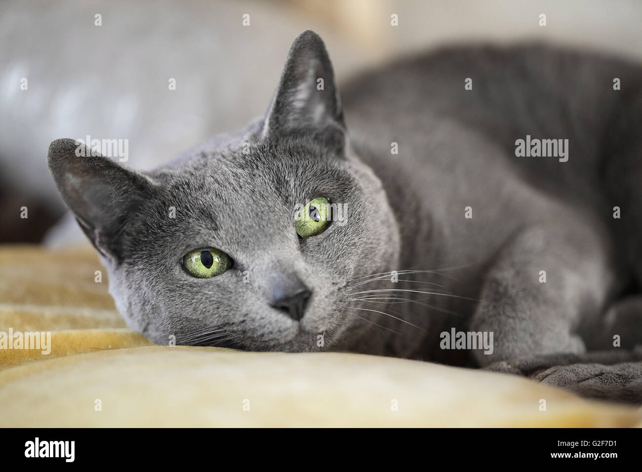 Pure purebred hi-res stock photography and images - Alamy