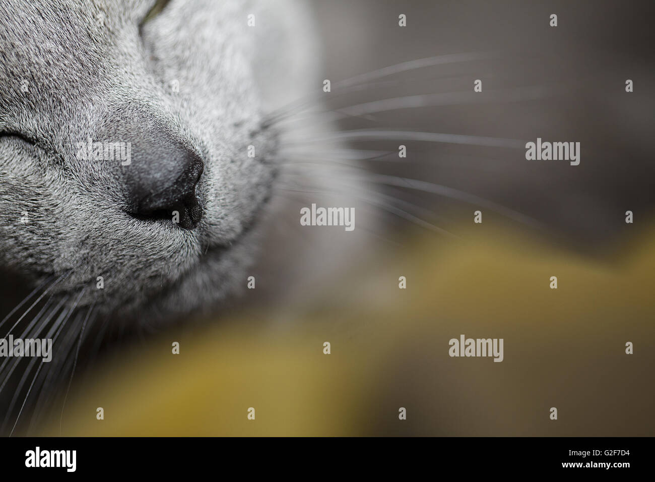 Sleepy russian blue cat hi-res stock photography and images - Alamy