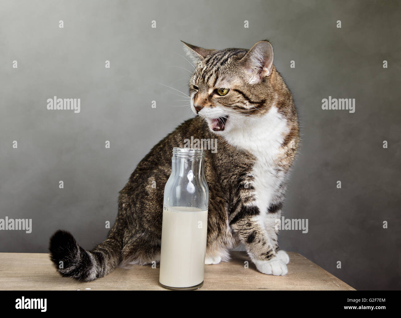 Black cat drinking milk hi-res stock photography and images - Alamy