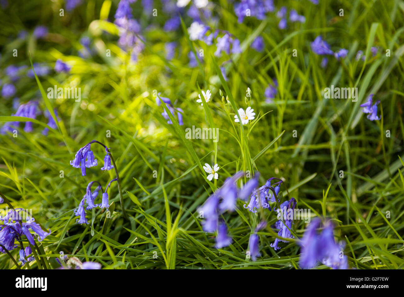 Bluebells and stitchwort in spring sunshine near Rockcliffe, Dumfries ...