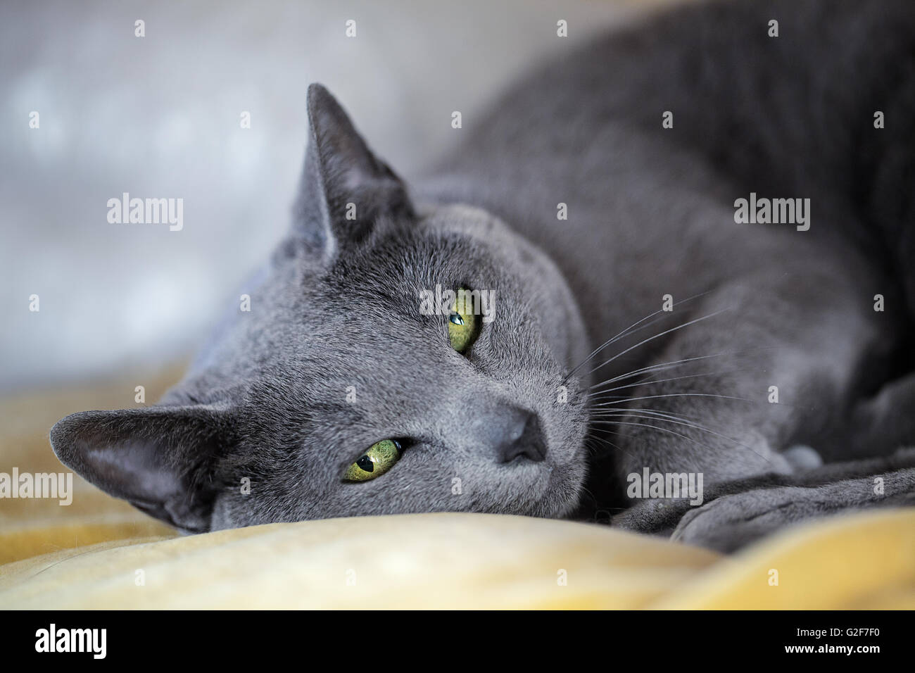 Russian shorthair hi-res stock photography and images - Alamy
