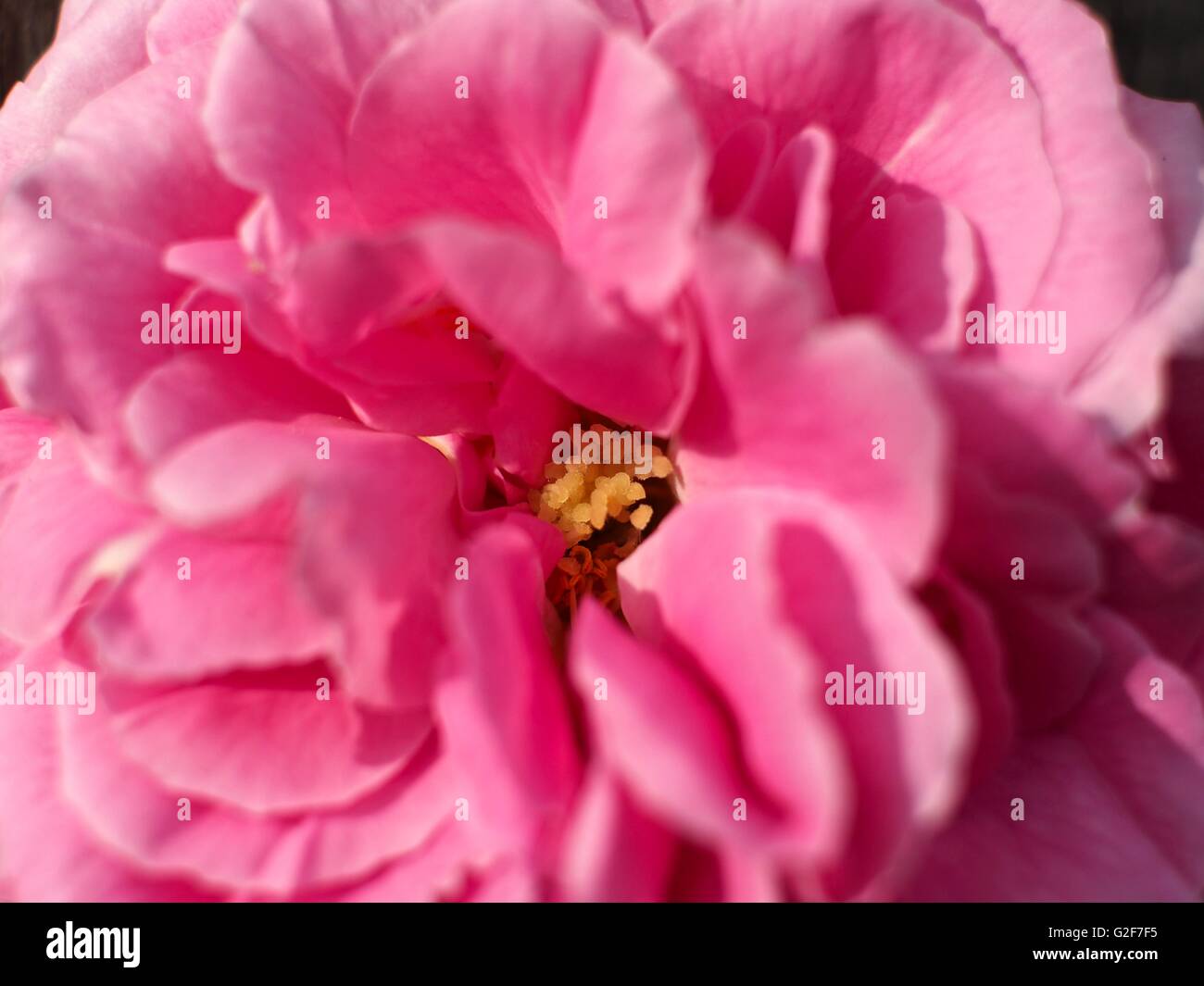 Pink rose flower petals with yellow pollen centre Stock Photo - Alamy