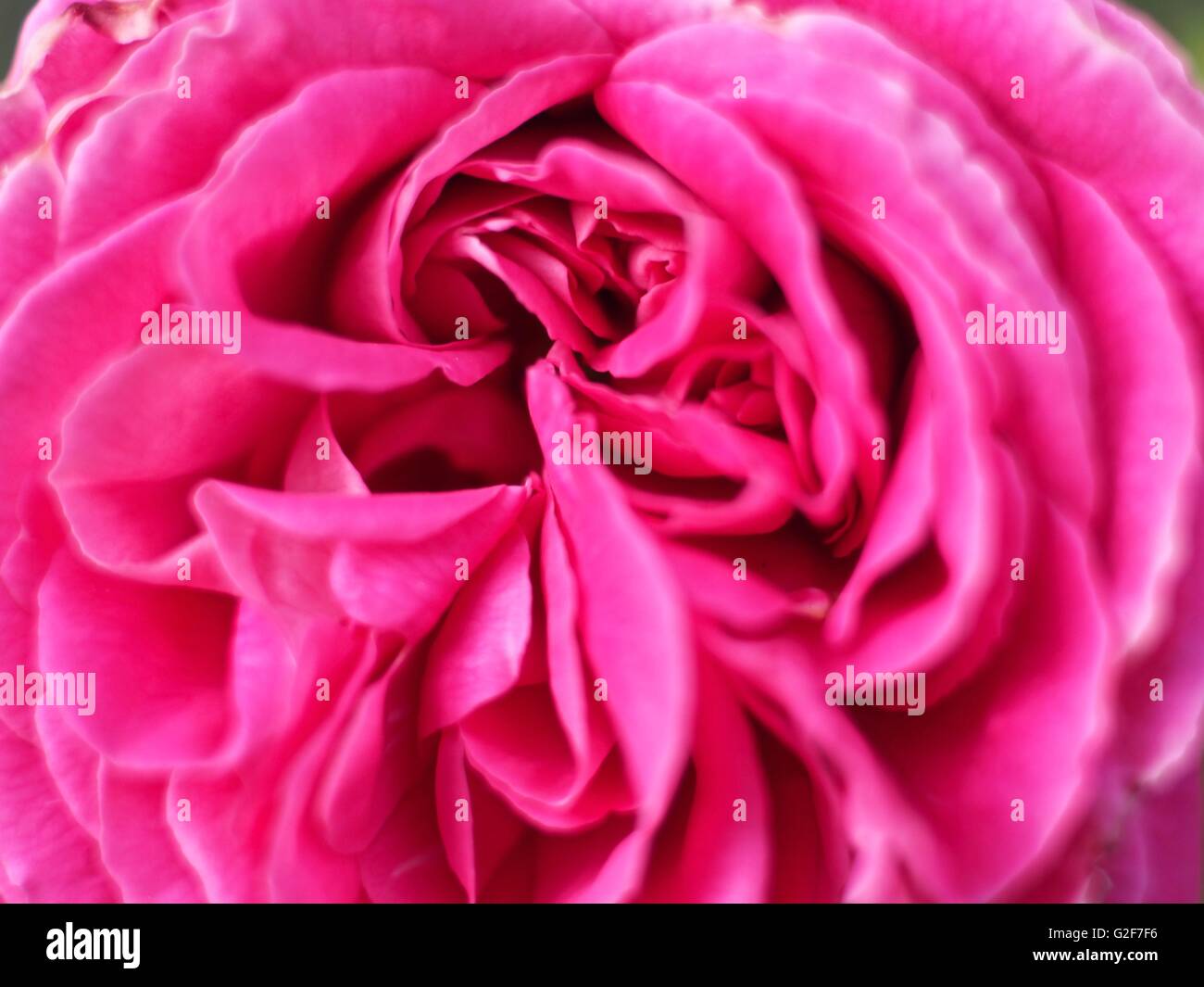 Pink rose flower centre petals Stock Photo - Alamy