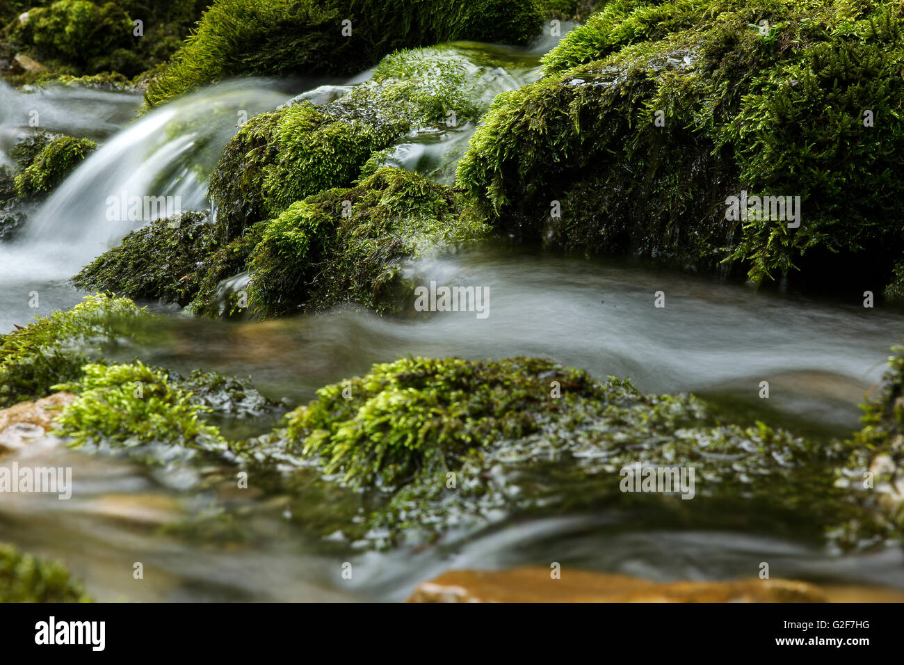fresh water flowing in a small clear alpine mountain creek Stock Photo ...