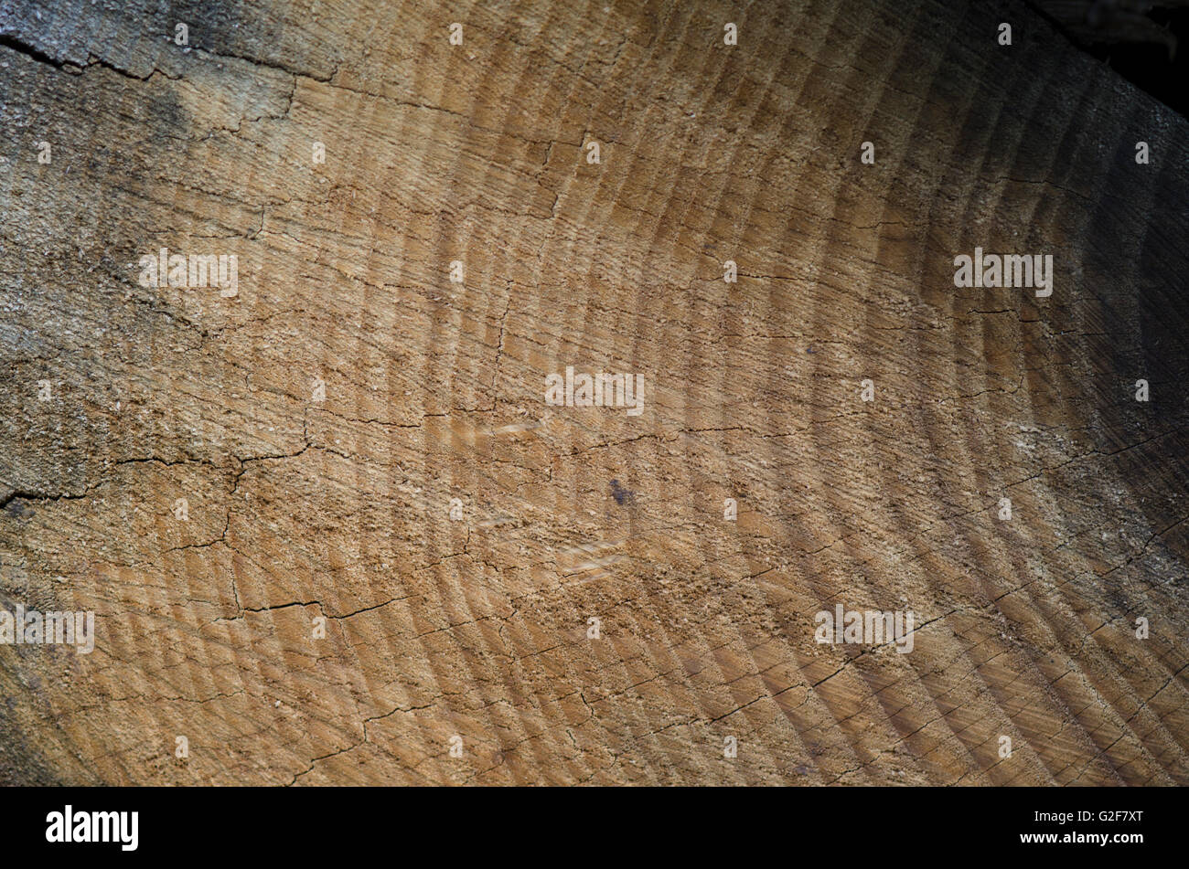 Anual Growth rings of freshly cut fir tree, Spain Stock Photo - Alamy