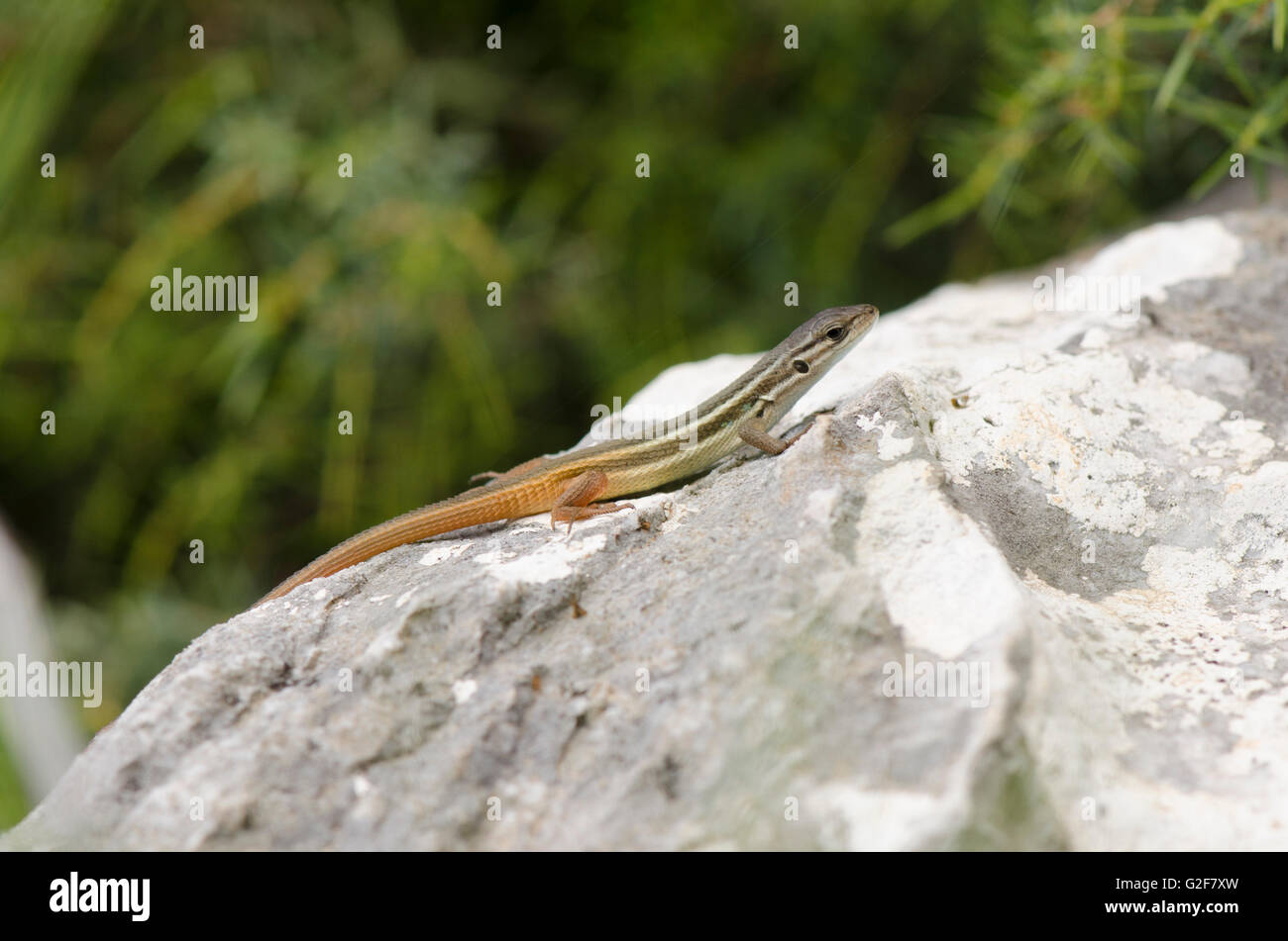 Large Psammodromus,Psammodromus algirus, lizard on rock, Andalusia ...