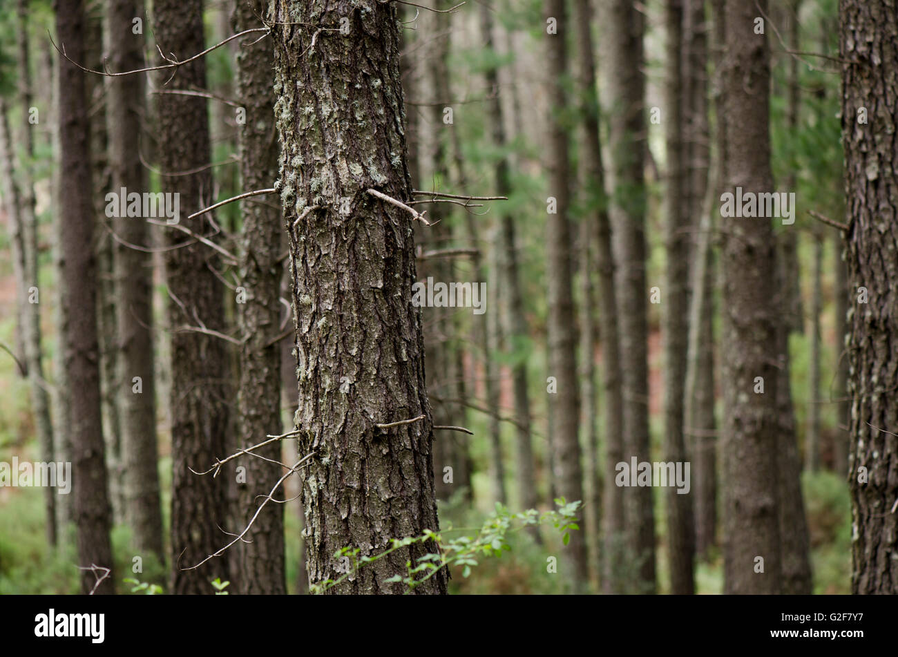 Dense forest with focus on one pine tree. Andalusia Spain Stock Photo ...