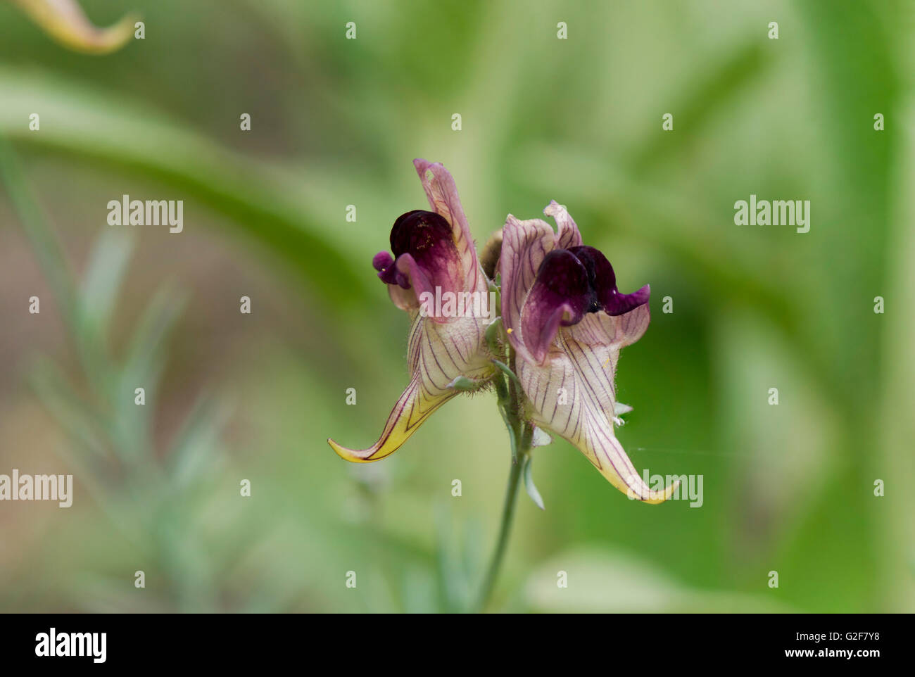 Linaria aeruginea hi-res stock photography and images - Alamy