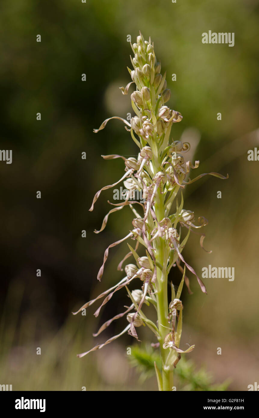 Lizard orchid, Himantoglossum hircinum, inflorescence, wild orchid ...